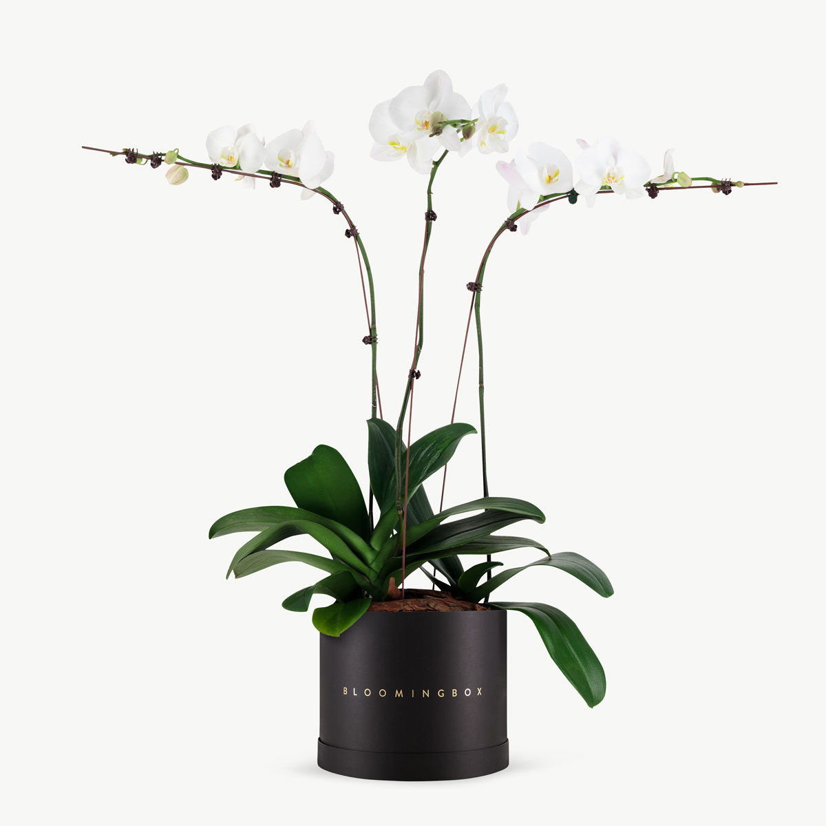 Orchids Delivery | Same Day Orchids Delivery in Dubai