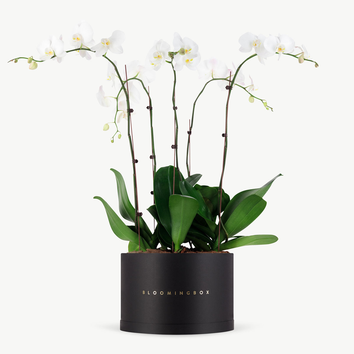 Orchids Delivery | Same Day Orchids Delivery in Dubai
