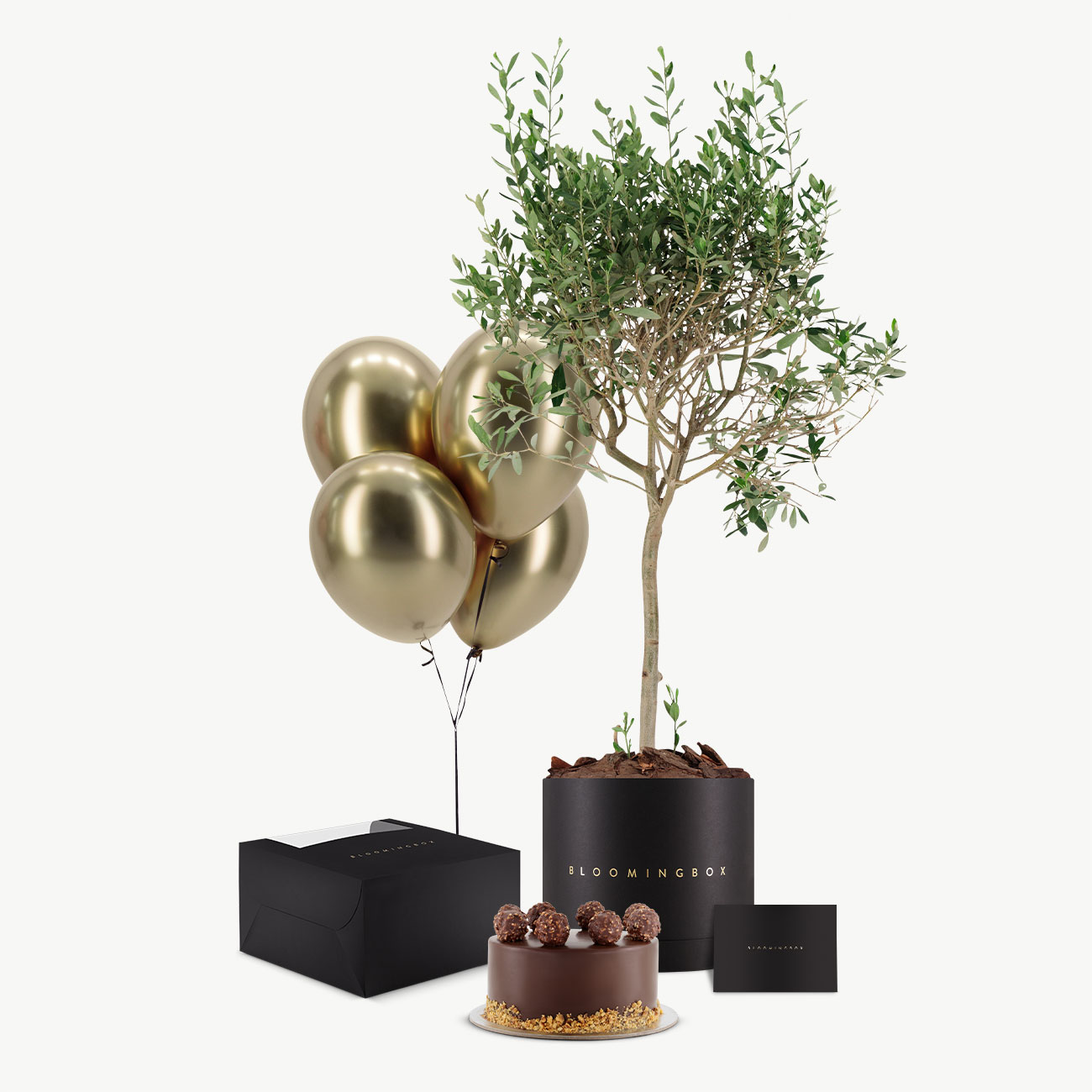 Olive Tree & Cake Bundle - Same Day Delivery
